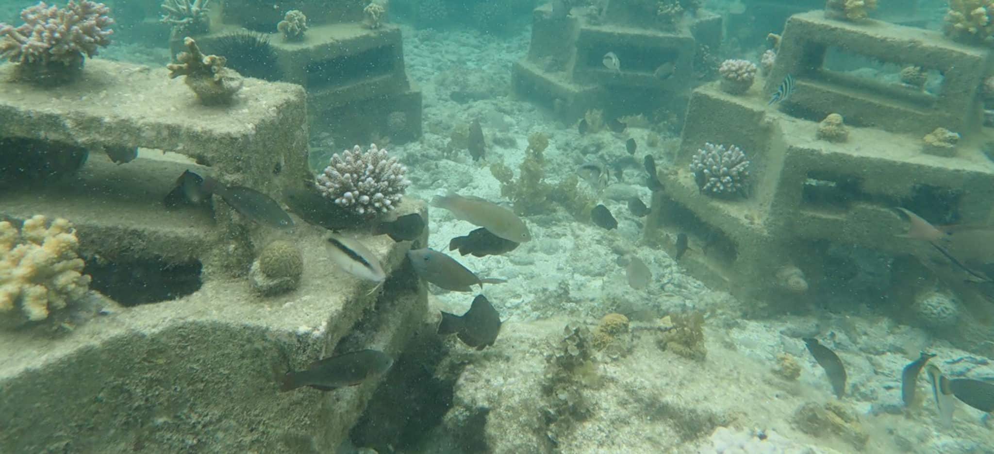 Marine Conservation in Kenya - Bradfield College
